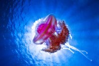 Jellyfish, Beautiful Phlegm-Balls of the Sea | My OBT