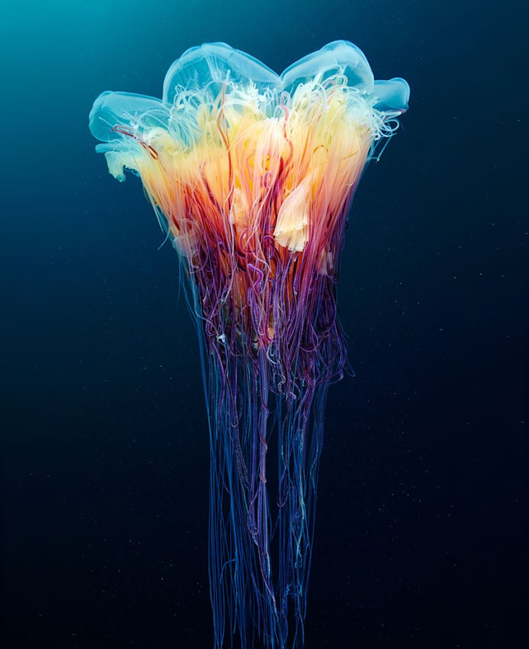 Jellyfish, Beautiful Phlegm-Balls of the Sea | My OBT