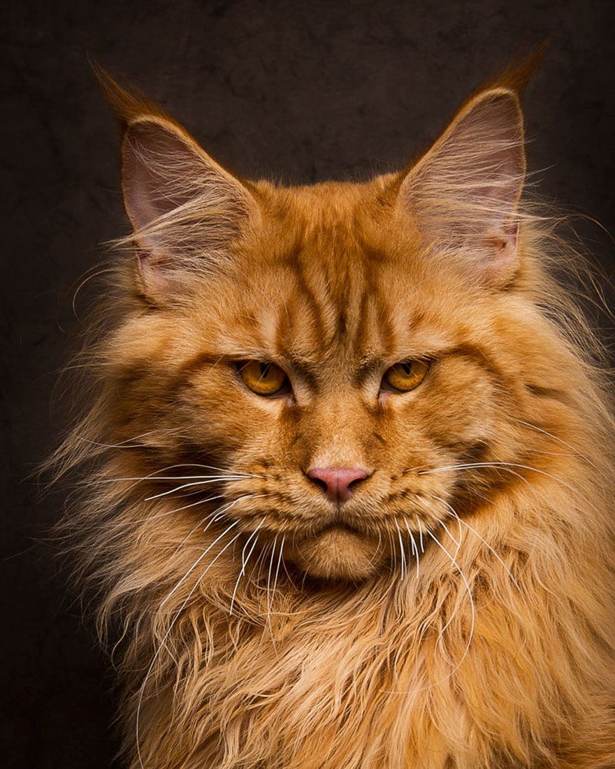 cat 2 | My OBT