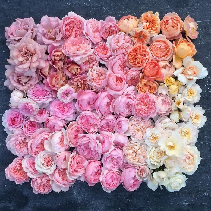 The Floral Life | My OBT