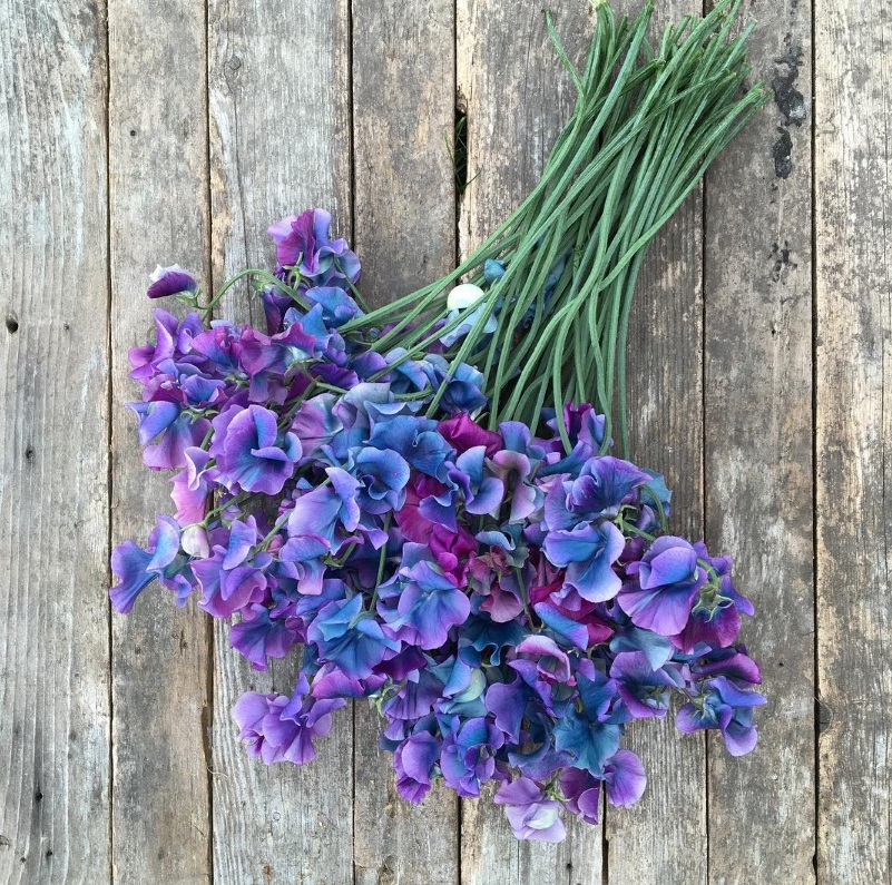 The Floral Life | My OBT