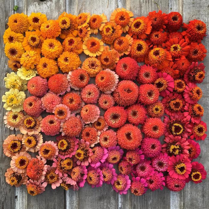 The Floral Life | My OBT