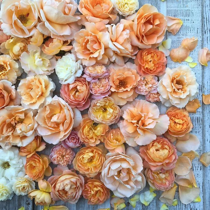 The Floral Life | My OBT