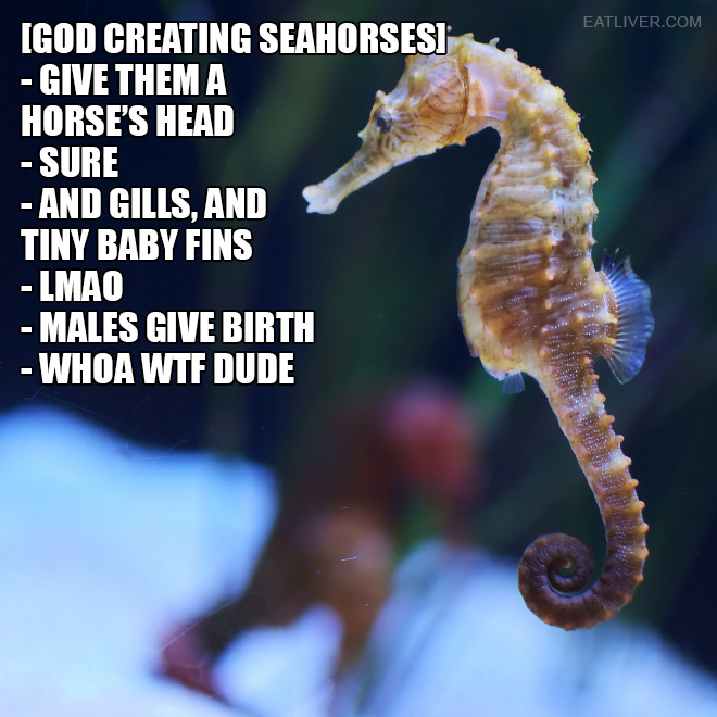 How God* Created Animals** | My OBT