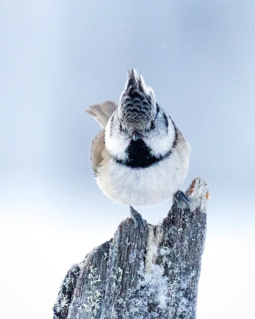 The Real Angry Birds! | My OBT