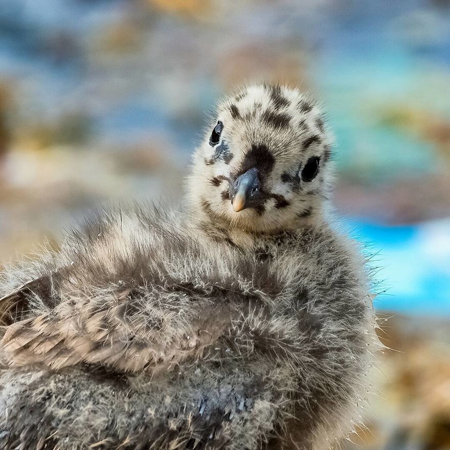 The Real Angry Birds! | My OBT