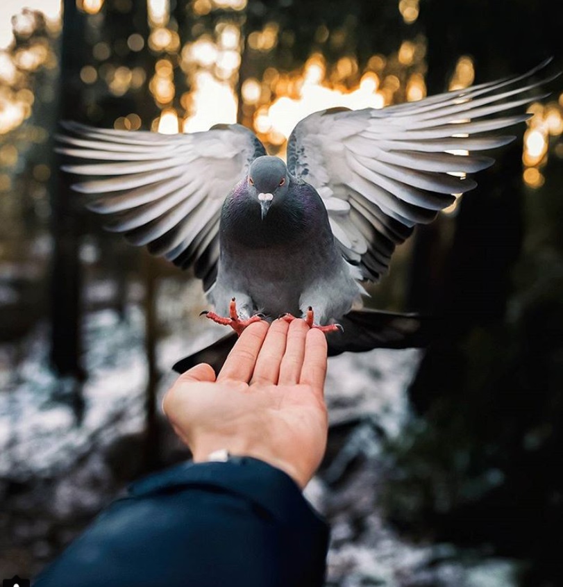 The Real Angry Birds! | My OBT