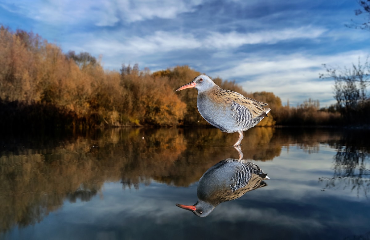 Bird Photographer of the Year | My OBT
