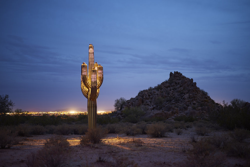 Kansas Cactus | My OBT