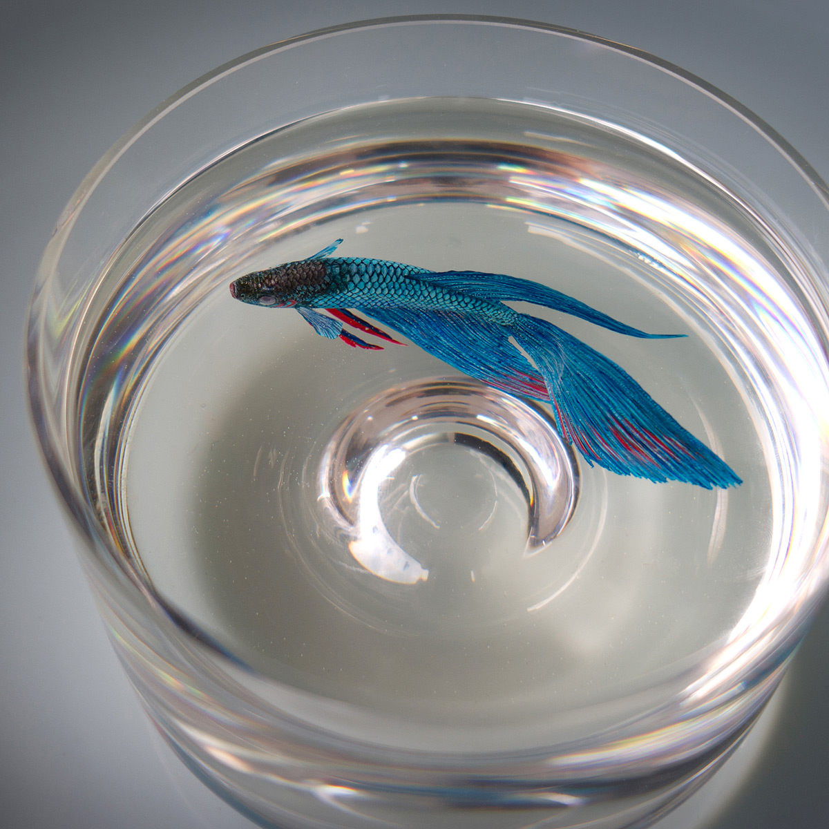 A Pet Fish the Cat Can’t Eat | My OBT