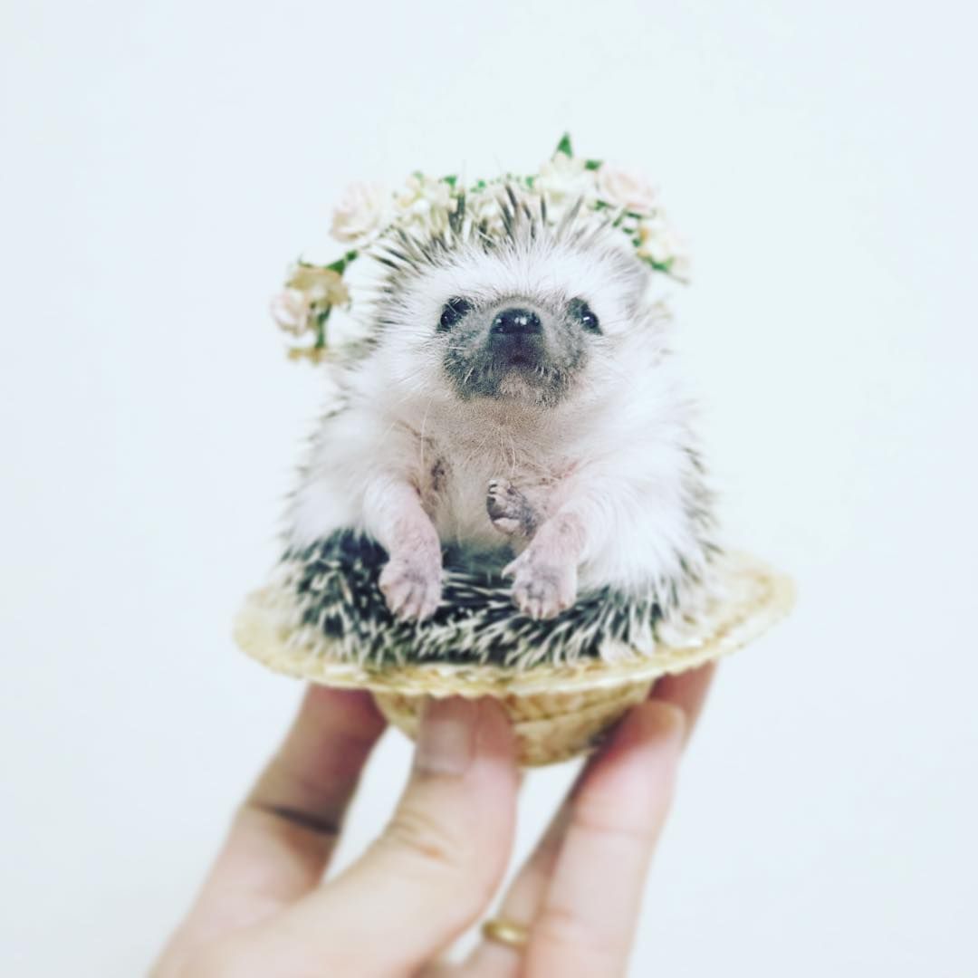 Hedgehog Happy | My OBT