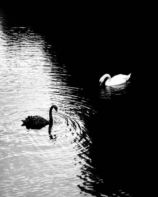 Life in the Shadows | My OBT