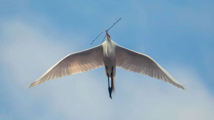 Wild Wildlife | My OBT